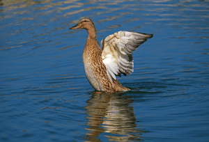 How to Use a Duck Call for Beginners [A Complete Guide]