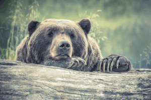 A Bear’s Sense of Smell [Why It's So Good?]