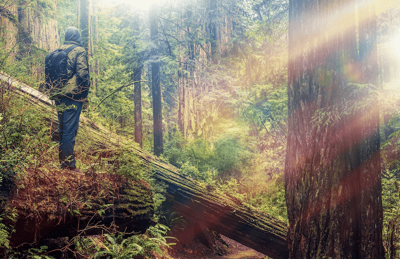 How To Make A Trail In The Woods A Quick Guide 